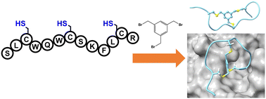 Bicyclic temporin L peptide inhibitors targeting the SARS-CoV-2 main ...