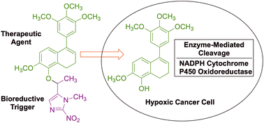 Targeting tumor-associated hypoxia with bioreductively activatable ...