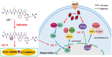 Sulfonation modification of peptides and their protective effect on ...