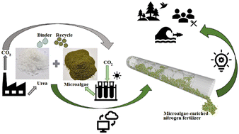 Simulation of the microalgae-enriched nitrogen fertilizer granulation ...