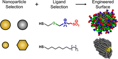 Engineering the nano-bio interface: challenges and opportunities for ...