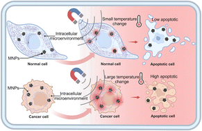 Differential intracellular influence of cancer cells and normal cells ...