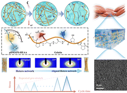 Mechanical training drives structural remodeling of zwitterionic ...