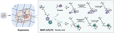 Super-resolution co-imaging of proteins and nucleic acids on expansion ...