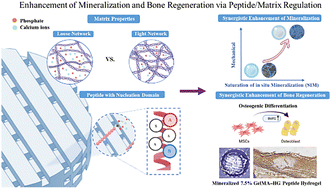 Synergistic peptide–organic matrix enhances mineralization of ...