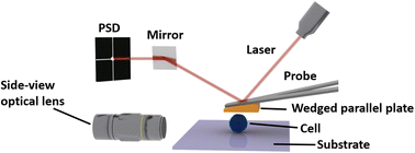 Single-cell parallel plate mechanics by side-view optical microscopy ...
