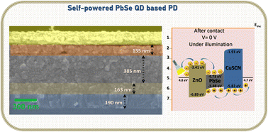 Self-powered, ultrabroad band photodetectors with large open circuit ...