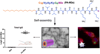 Evaluation of cylindrical micelles assembled from amphiphilic β ...