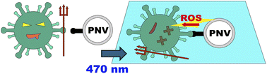 Plasmon-enhanced photocatalytic nanoreactors for selective inactivation ...