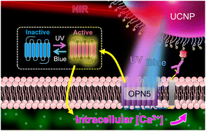 Demonstration of the photo-controllability of the bistable opsin OPN5 ...