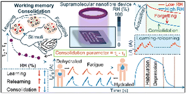 Emulating working memory consolidation with a 1D supramolecular ...