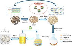 Novel eco-friendly extraction of high purity Eucommia ulmoides gum via ...