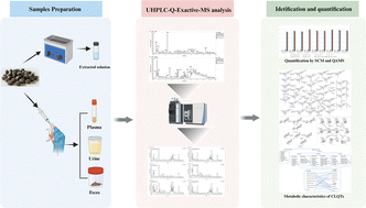 Comprehensive metabolic profiling and quantitative analysis of key ...