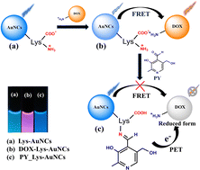 Ratiometric fluorescent detection of vitamin B6 cofactor pyridoxal ...