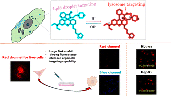A ratiometric pH probe for unveiling lysosome–lipid droplet ...