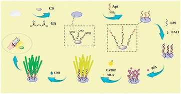 Smartphone-based paper LPS sensor: achieving picomolar ultra-sensitive ...