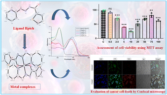 Metallo-hydrazones of pyridine–thiophene derivatives: structure ...