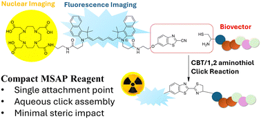 A novel compact MSAP reagent for one-step dual-modality probe ...