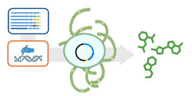 Synthetic biology strategies for cyanobacterial systems to ...