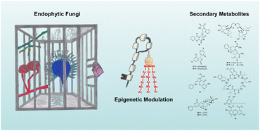 Unlocking the metabolic potential of endophytic fungi through ...