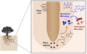 Microbial natural products activated by plant stress - Natural Product ...