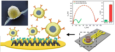 A novel high-sensitivity electrochemical sensor for cancer cell ...