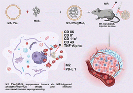 Synergistic nanoplatform of M1 macrophage-derived extracellular ...
