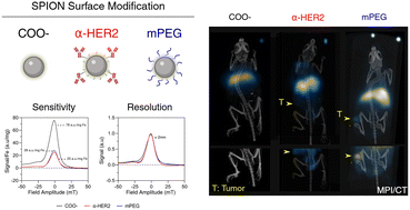 Comparative evaluation of polymer coated versus antibody modified ...