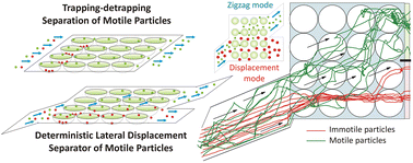 Motility-dependent selective transport of active matter in trap arrays ...