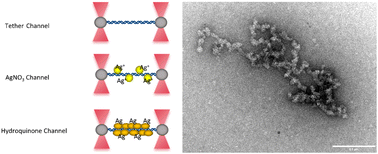 Dynamics of ultrafine silver implanted DNA nanowire formation ...