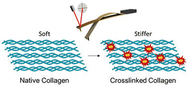 Time-lapsed nanoscale maps of the elastic modulus of collagen during ...
