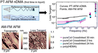 Viscoelastic time responses of polymeric cell substrates measured ...