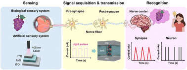 Multifunctional ZnO-based optical memristors for synapse–neuron ...