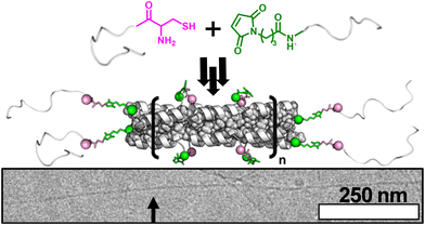 Supramolecular assembly of unstructured peptides into rigid bundlemer ...