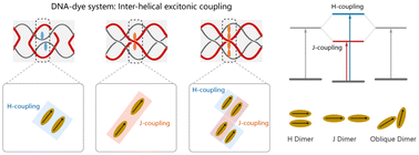 Inter-helical excitonic coupling dye assemblies templated with anti ...
