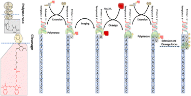 Design and synthesis of fluorescent-dye-labeled nucleotide with a new ...