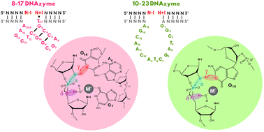 Catalytic mechanisms of the 8–17 and 10–23 DNAzymes: shared mechanistic ...