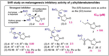 Synthesis and biological evaluation of γ-alkylidenebutenolides isolated ...