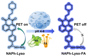 A reaction-based fluorescence probe for selective detection of ...