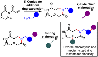 Synthesis of a macrocyclic and medium-sized ring lactam library using ...
