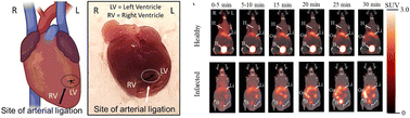 Synthesis and preliminary evaluation of cardiac imaging with [68Ga]Ga ...