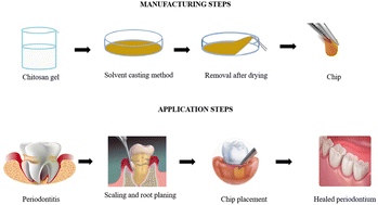 Chitosan-based biodegradable dental chips impregnated with ...