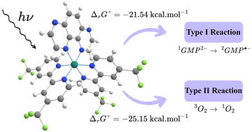 Exploring the photophysics and excited state reactivity of [Ru(4,4 ...