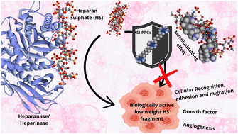 SI-PPC-induced modulation of heparin/heparanase binding affinity: a ...