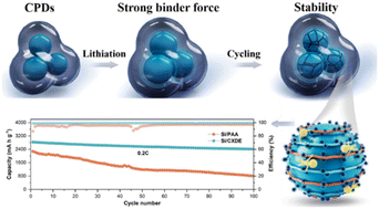 A carbonized polymer dot-functionalized 3D conductive network binder ...