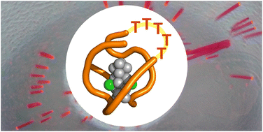 Bridging the gap: thymine segments to create single-stranded versions ...