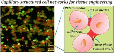 Fabrication of 3D structured human cell networks using capillary cell ...