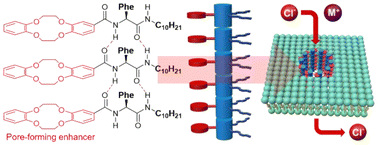Dibenzo-12-crown-4 group as a pore-forming enhancer for anion transport ...