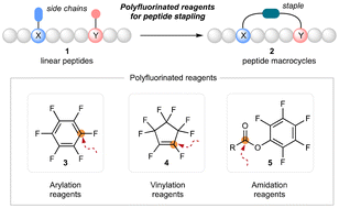 Polyfluorinated reagents for peptide stapling - Organic Chemistry ...