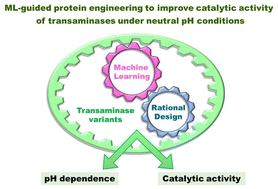 Machine learning-guided protein engineering to improve the catalytic activity of transaminases ...